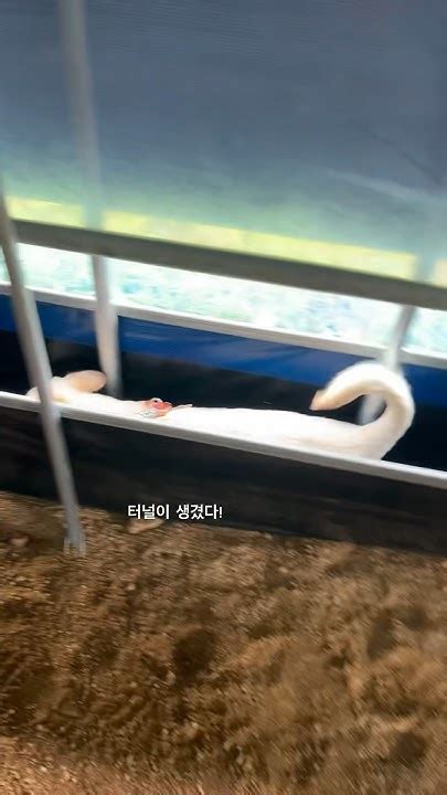 강아지 전용 터널 시골강아지 시고르자브종 시골 하우스 터널 편도행 Youtube