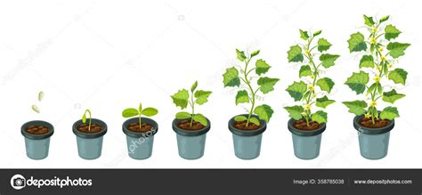 Cucumber Growing Stages