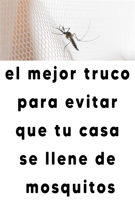 El Mejor Truco Para Evitar Que Tu Casa Se Llene De Mosquitos Artofit