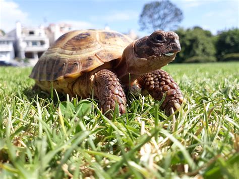 Cute Russian Tortise At A Park R Tortoise