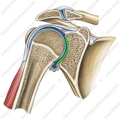 Shoulder Joint Easy Anatomy 3d