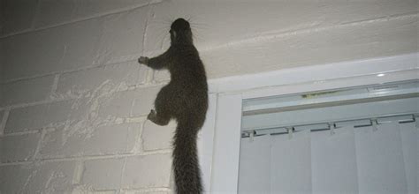 Best And Proper Way To Handle Any Kind Of Lakewood Squirrel