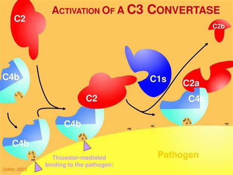 Ppt Janeway 949 Part 2 Powerpoint Presentation Free Download Id