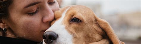 Is Diatomaceous Earth Safe For Pets A Comprehensive Guide To Pet Safe