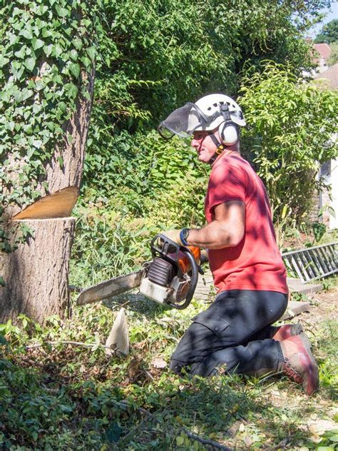 Making The First Cut In A Tree Stock Photo Image Of Helmet Sawing 124621446