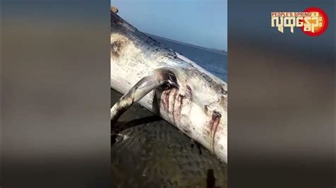 မောင်တောမြို့ ပင်လယ်ကမ်းခြေတွင် ပေ ၃၀ခန့်အရှည်ရှိ ဝေလငါးတစ်ကောင် သောင်တင်သေဆုံးနေ Peoples