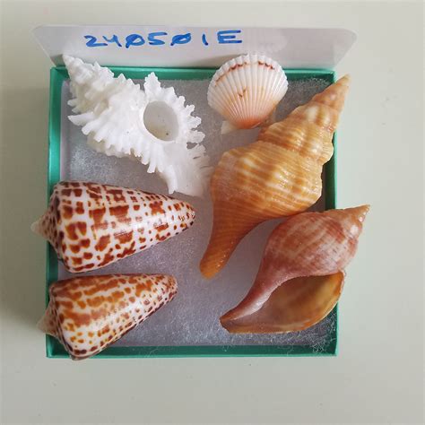 Collectible Swfl Sea Shell Package Alphabet Cones Swflshellguide