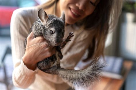 Chinchilla Love Images Free Download On Freepik