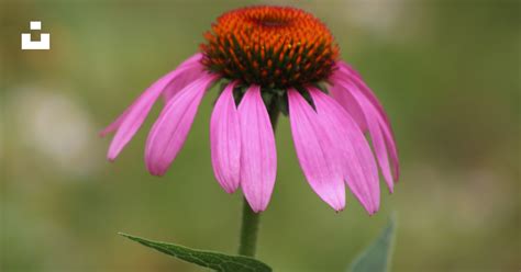 꽃의 클로즈업 사진 Unsplash의 무료 에키네시아과 이미지