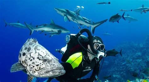 Osprey Reef Ribbon Reefs Australia