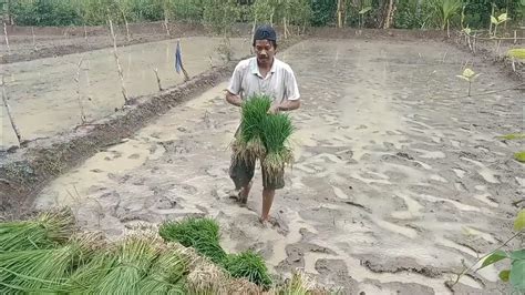 Part1 Persiapan bercocok tanam - nyabut benih padi di sawah bareng mbah ibut - YouTube