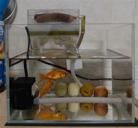 养草金鱼经验总结（新手思想转变过程） 知乎