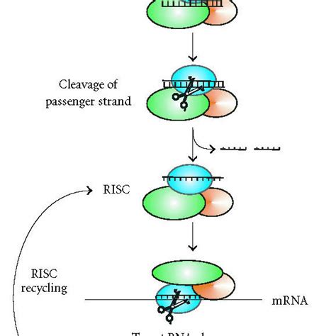 Model For Assembly And Function Of Risc According To 31 Under