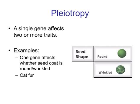 Mendel Genetics PPT Ppt