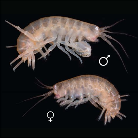 Download Amphipod Specimens Maleand Female Wallpaper