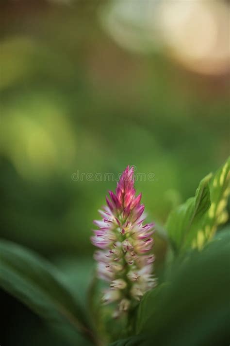 Plumed Cockscomb Stock Image Image Of Flowers Closeup 251685313