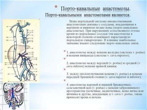 Воротная вена V Portae Hepatis Анастомозы презентация онлайн