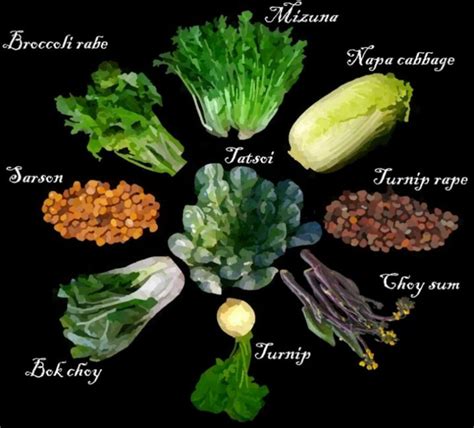 Brassica Domestication Weeds And Evolution New York Botanical Garden