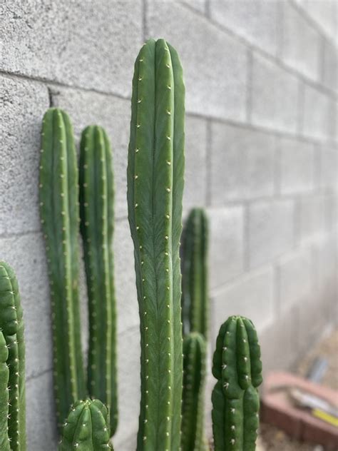 선인장 사막 산 페드로 Pixabay의 무료 사진