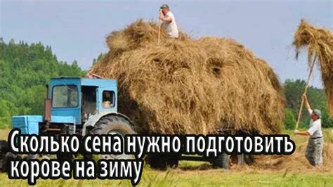 Сколько сена нужно подготовить корове на зиму Youtube