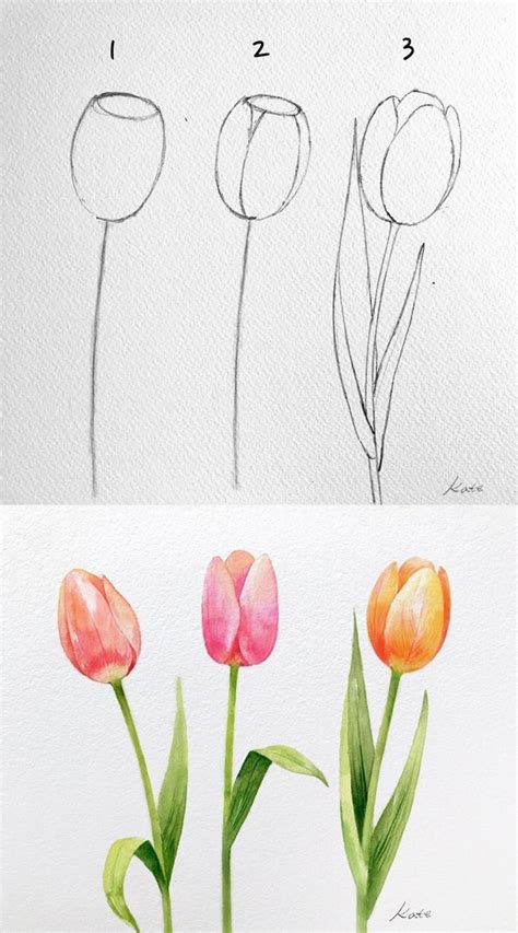 How To Draw Tulips For Beginner Artists Flower Drawing Watercolor Flower Art Flower Drawing
