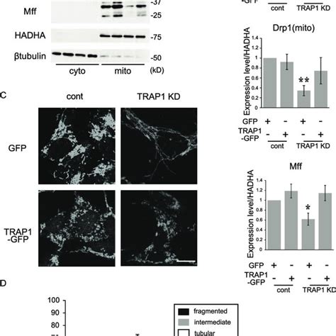 A Cells Were Fractionated Into Cytoplasm Cyto And Mitochondrial