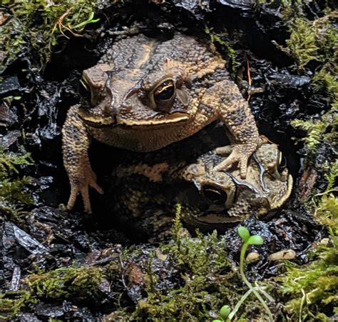 2 Toads 1 Hole R Toads