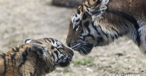 시베리아 아기 호랑이 해랑 파랑 사랑 공개