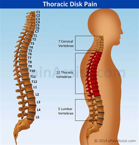 Thoracic Spine Mid Back Post Competitive Insight