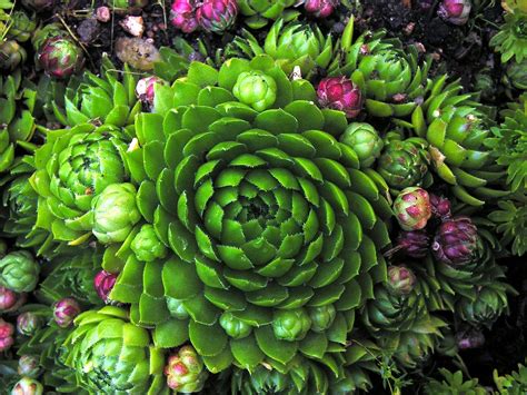 Sempervivum Globiferum Um Guia Desta Suculenta Guia Das Suculentas