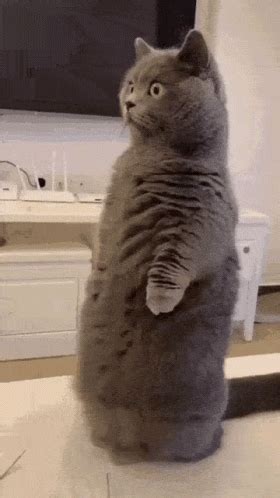 Cat Standing Up 