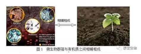 土壤中的细菌 水中的细菌 空气中的细菌 第9页 大山谷图库