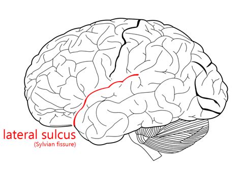 The Gyrencephalic Brain Sulci Introduction To Neuroscience