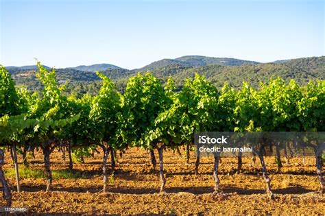 프랑스 남동부 프로방스알프스코트 다쥐르 지역의 부서 바르에서 와인 만들기 생 트로페 근처 젊은 녹색 포도와 7 월에 포도원 코트 드 프로방스 와인 0명에 대한 스톡 사진 및