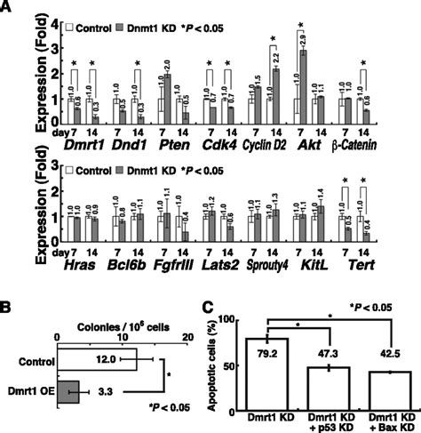 Regulation Of Pluripotency In Male Germline Stem Cells By Dmrt1