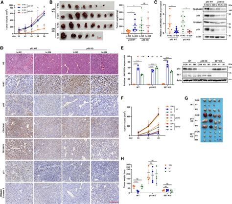 A P53 LINC00324 Positive Feedback Loop Suppresses Tumor Growth By