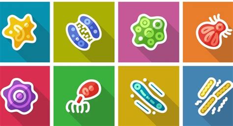 Escherichia Coli E Coli Charakterystyka Zakażenie Leczenie Wp