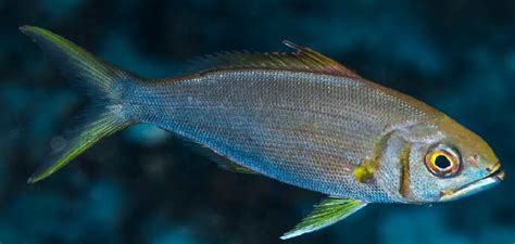 Jobfish Spiritual Meaning Symbolism And Totem 2025