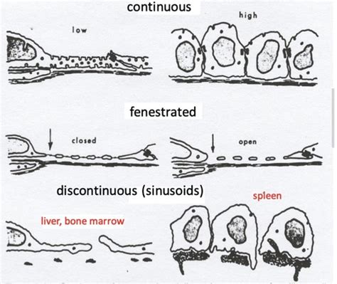 Regulation Of Microcirculation Flashcards Quizlet