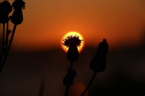 Thistle Tanaman Sunrise Bayangan Foto Gratis Di Pixabay Pixabay