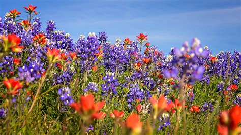 Texas Hill Country Wildflowers In Marble Falls