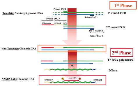Construction Strategy For An Internal Amplification Control For Real Time Diagnostic Assays