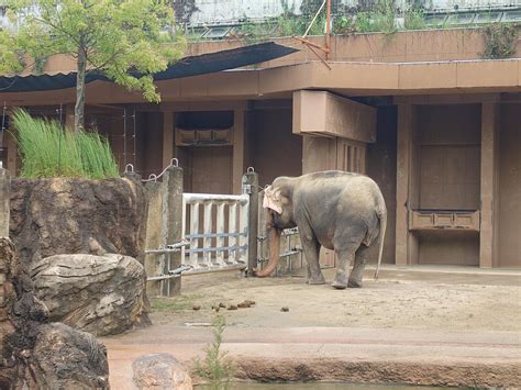 名古屋市東山動植物園 On Twitter 本日は アジアゾウ 赤ちゃんの屋外デビュー日でしたが、 お隣の ワルダー がお部屋に入って