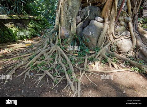 Tangled Tree Roots Stock Photos Tangled Tree Roots Stock Images Alamy