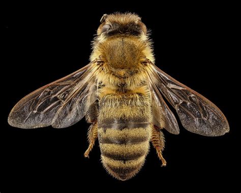 What Is It Like To Be A Bee Atlas Obscura