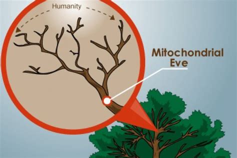 How Long Is The Longest Existing Family Tree HowStuffWorks
