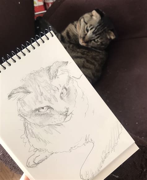 澤畑直実 さわはた なおみ on Twitter にゃーฅωฅ 走り書き 猫 スケッチ cat sketchbook