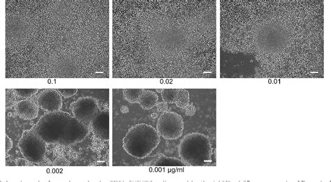 Figure 8 From A Neural Stem Precursor Cell Monolayer For Neural Tissue