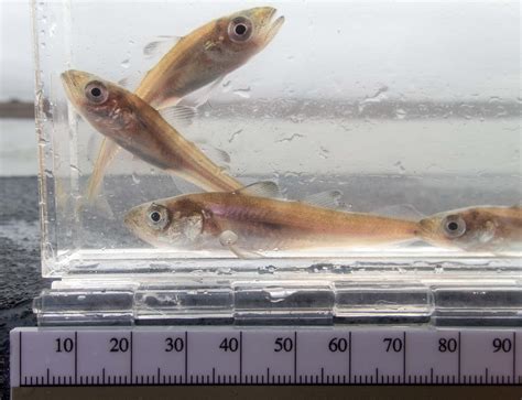 Download Arctic Cod Specimensin Container Wallpaper