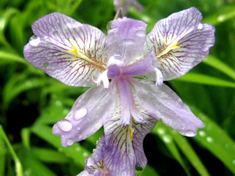姬着莪 Iris Gracilipes 科技研花图画书